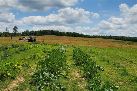 Our Ranch Code 3 Cattle Co Pasture Raised Beef Cattle Farm El