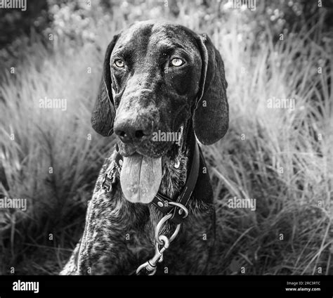 German Shorthaired Pointer Stock Photo Alamy