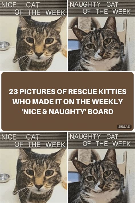 23 Pictures Of Rescue Kitties Who Made It On The Weekly Nice Naughty