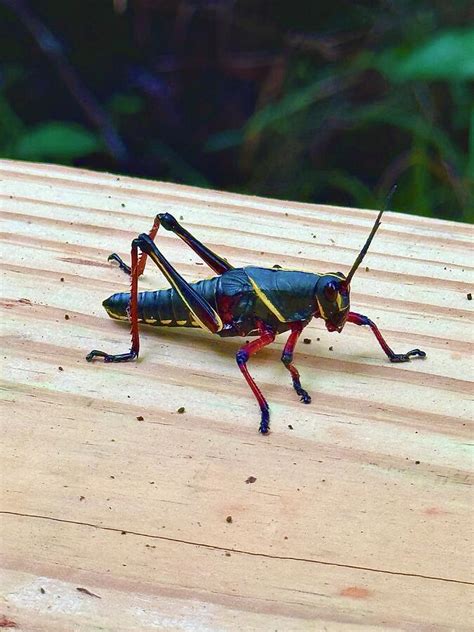 Mr Hopper Photograph By Amanda Pendl Fine Art America