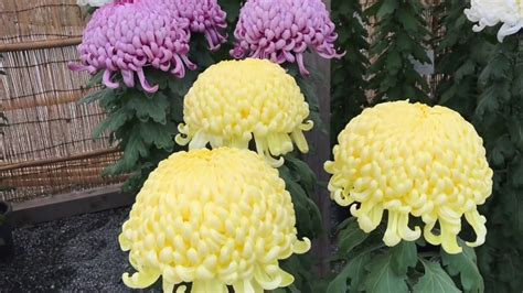 10 Nombres Tipos De Flores Y Sus Nombres En Espanol