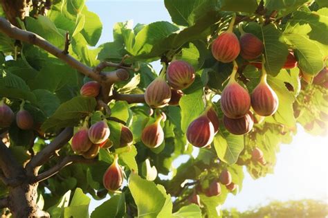Premium Ai Image A Fig Tree Laden With Luscious Figs Generative By Ai