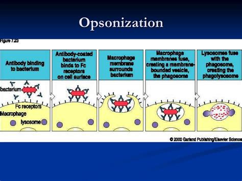 Ppt Controlling Microbes Powerpoint Presentation Free Download Id