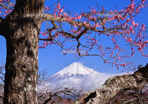 梅と富士山 写真素材 925545 フォトライブラリー Photolibrary