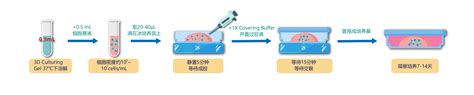 基质胶——3d细胞及类器官培养用 乔默生物