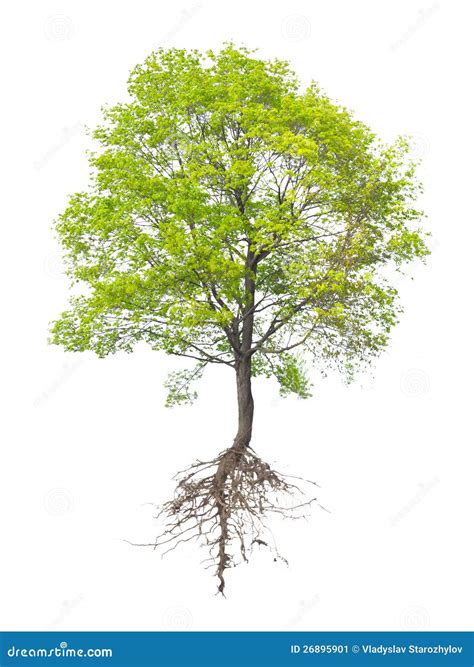 Tree With A Root Stock Image Image Of Earth Agriculture 26895901