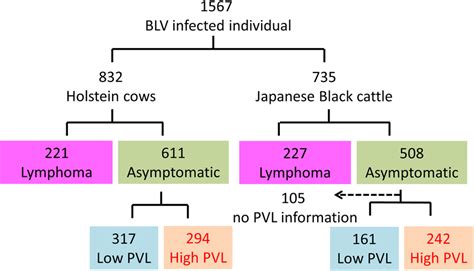 Sample Characterization Performed For The Pvl And Lymphoma Association