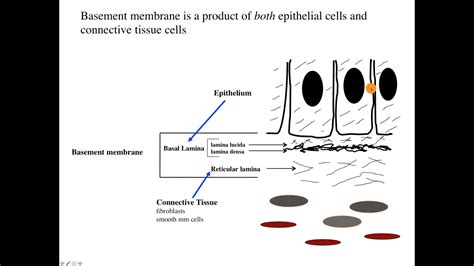 Epithelium Part 3 Youtube