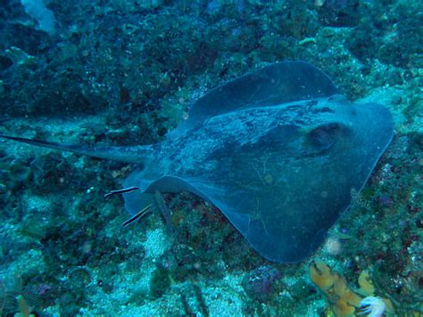 イズヒメエイ Izuzuki海の生き物大図鑑 笑