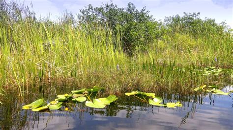 Sawgrass Vegetation In The Wild Everglades Of Usa Stock Image Image