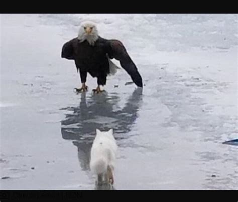 Common House Cat Stalks Bald Eagle On Frozen Lake In Maine R