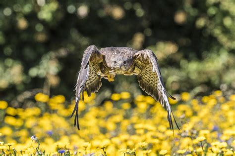 Wallpaper Bird Avian Raptor Flight Wings Feather Beak Eyes