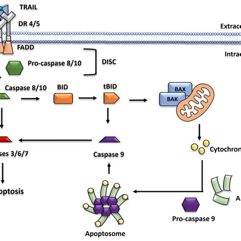 Schematic Overview Of The Trail Apoptosis Pathway Trail Induces