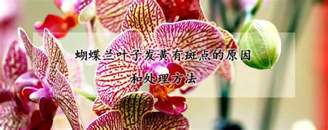 蝴蝶兰怎么养浇水 发财农业网