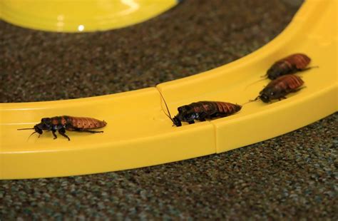 Ancient Cockroach With Big Eyes From 100 Million Years Ago Trapped In Amber