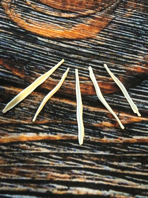 5 Coyote Baculum Penis Bones Unique Christmas Odd Gag T Toothpick