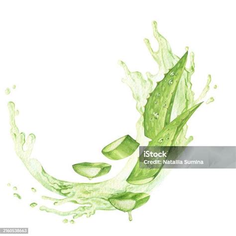 アロエベラの水彩画のイラスト白い背景に葉とスライス 孤立した白い背景に植物画スライスした葉と緑のしぶきのある部分 しずくのベクターアート