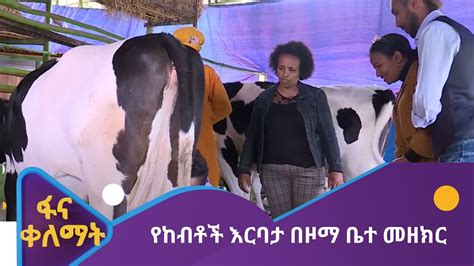 የከብቶች እርባታ በዞማ ቤተ መዘክር Youtube