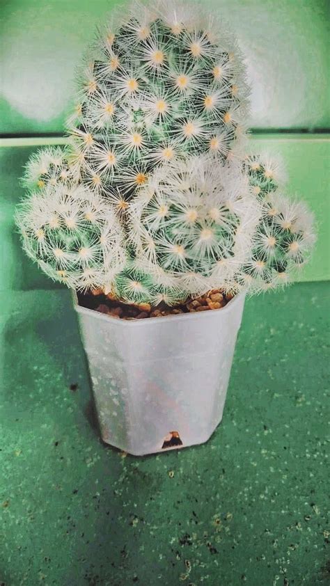 Ghim Của Nat Cheung Trên Nat Cheung