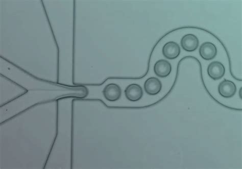 Microfluidic Hydrogel Microgel Cell Encapsulation