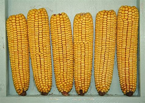 Dent Corn Wikipedia