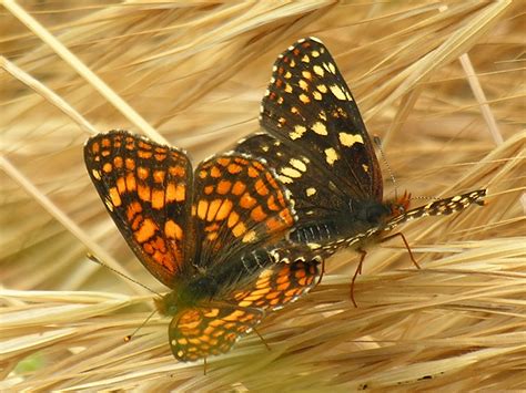 Northern Checkerspot — Friends Of The Regional Parks Botanic Garden