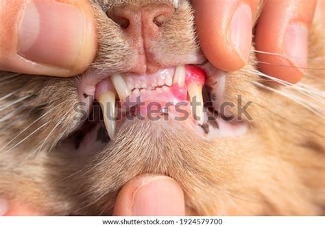 Cat Gingivitis Stages