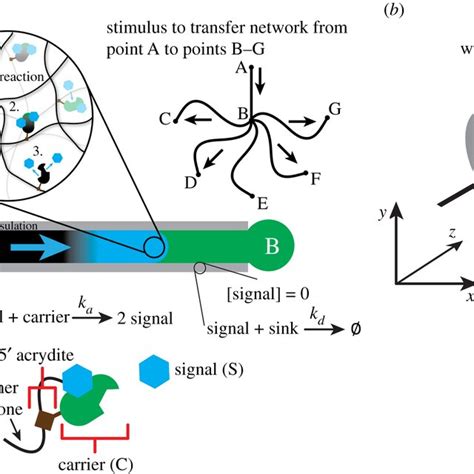 Design And Function Of A Reactiondiffusion Waveguide In A Hydrogel