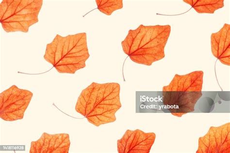 베이지 색 배경에 가을 포플러 잎 낙엽이있는 최소한의 단색 패턴 주황색 노란색의 질감이있는 단풍 가을 약초원 자연 플랫은 비엔나와 함께 가을 잎과 함께 누워 있습니다 10