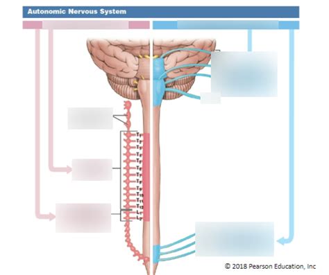 Anatomy Test 4 Lecture Autonomic Nervous System Diagram Quizlet