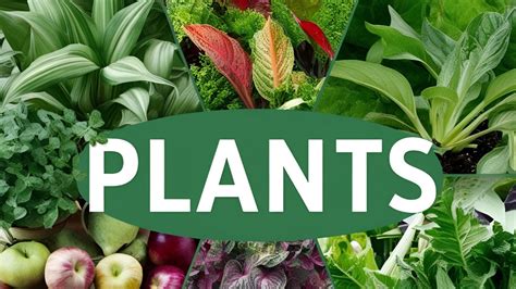 The Fascinating World Of Plants Zaheen Blogs