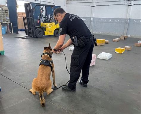 Cães farejadores da PF encontram 1 kg de maconha em encomendas enviadas