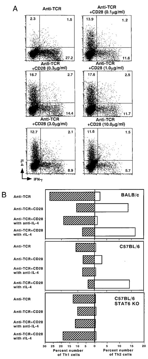 The Addition Of A Cd28 Costimulation Into Tcr Cross Linking Initiated