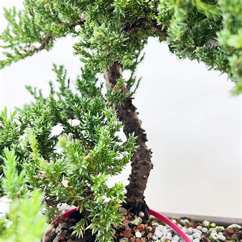 Windswept Juniper Bonsai Tree No 13449 At