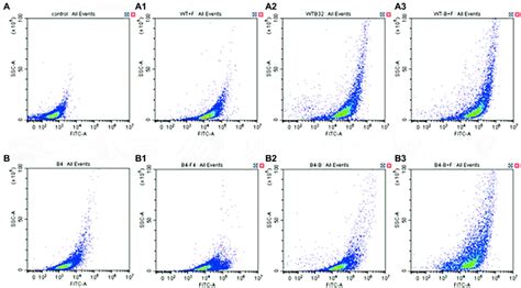 Effects Of Bbr And Or Flc On Ros Production In Wt B4 For Wt Cells Download Scientific