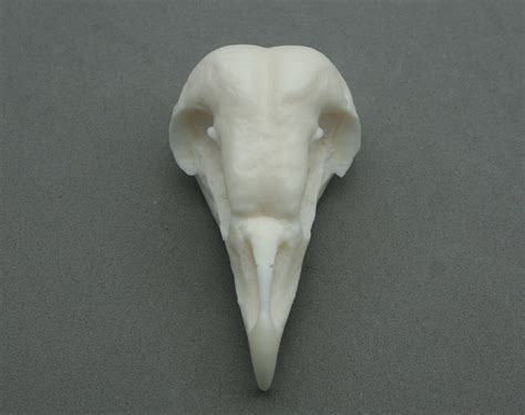 Replica Barn Owl Skull