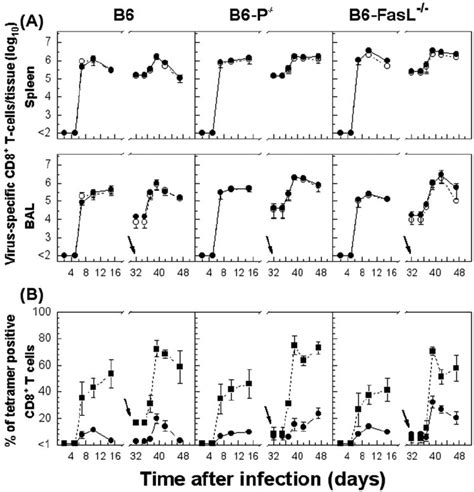Kinetics Of Total Virus Specific Cd8 ϩ T Cell Responses In Lung And