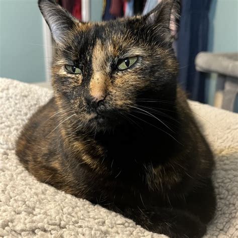 Kissy Contest Entry 46460 Modern Cat