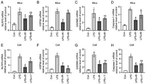 Rt Qpcr Analysis Of A And E Nlrp3 B And F Hsp90 C And G Gsdmd