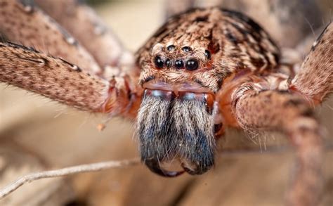 Does Raid® Ant And Roach Killer Kills Spiders Too Facts