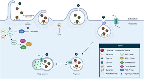 A Comparison of Cellular Uptake Mechanisms, Delivery Efficacy, and ...