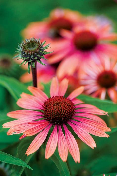 Echinacea Varieties 19 Cutting Edge Coneflowers Mother Earth Living