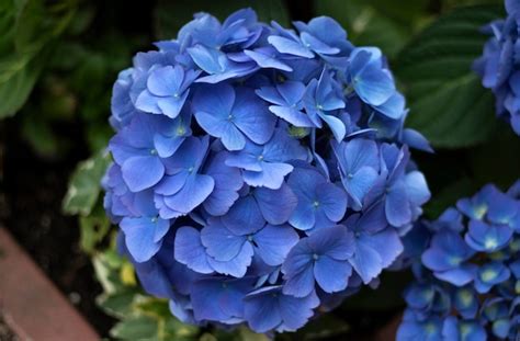 Premium Photo Blue Hydrangea A Close Up Of A Flower Flower Floral
