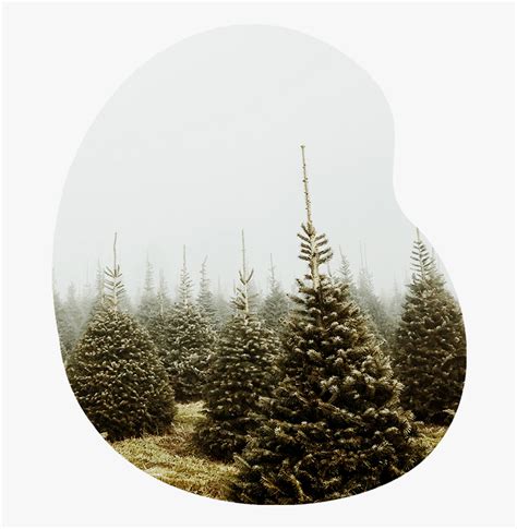 Trees Elevation Png Transparent Png Transparent Png Image PNGitem Trees Elevation Png Transparent Png Transparent Png Image PNGitem