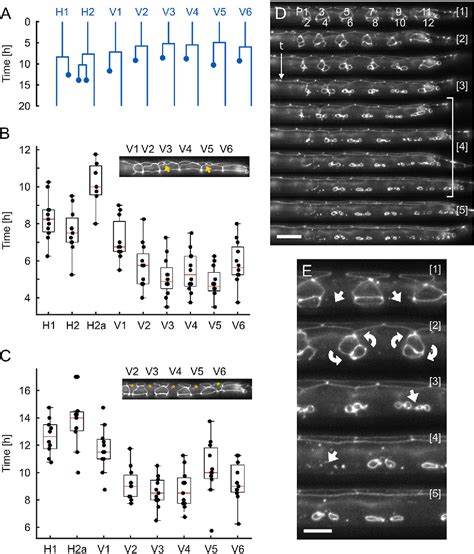 Figure 1 From Microfluidic Based Imaging Of Complete Caenorhabditis