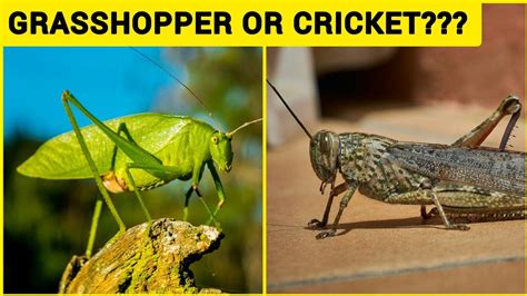 Difference Between Cricket And Grasshopper