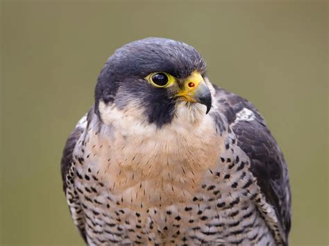 Peregrine Falcon Fastest Bird Faster Than F1 Cars