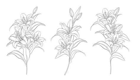 손으로 그린 아름 다운 백합 꽃다발 무료 벡터