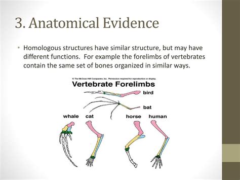 Anatomical Evidence Of Evolution Examples At Judy Dittman Blog