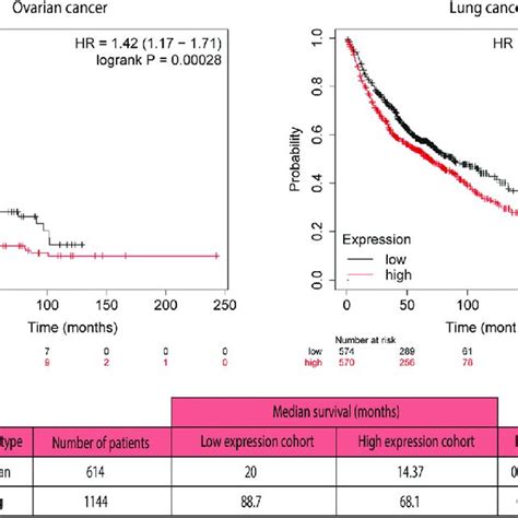 Kaplan Meier Analysis Overall Survival Rate For Patients Expressing